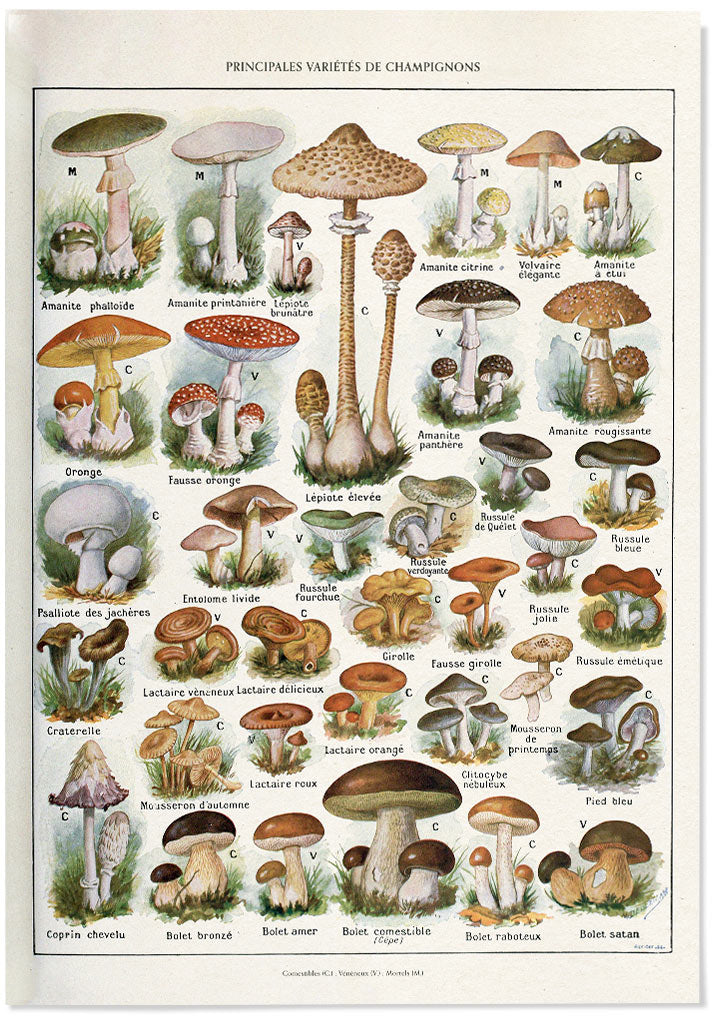 Adolphe Millot Posters & Prints | Kitchen Wall Art – Posterist