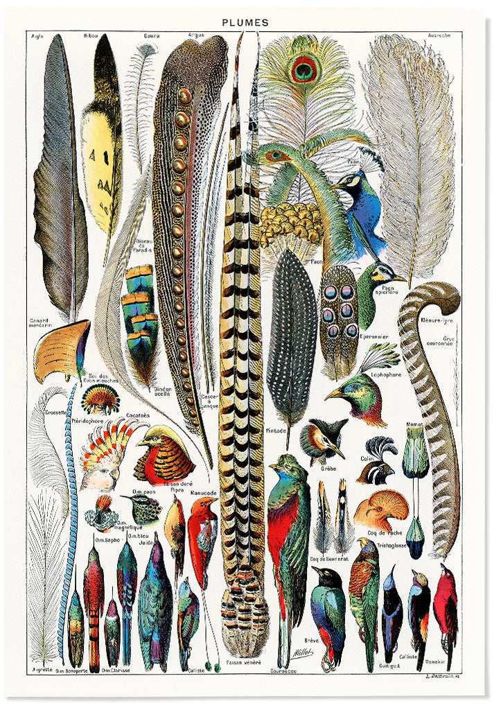 Adolphe Millot Posters & Prints | Vintage Educational Illustrations ...