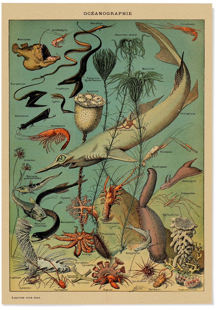 Adolphe Millot Posters & Prints | Vintage Educational Illustrations ...