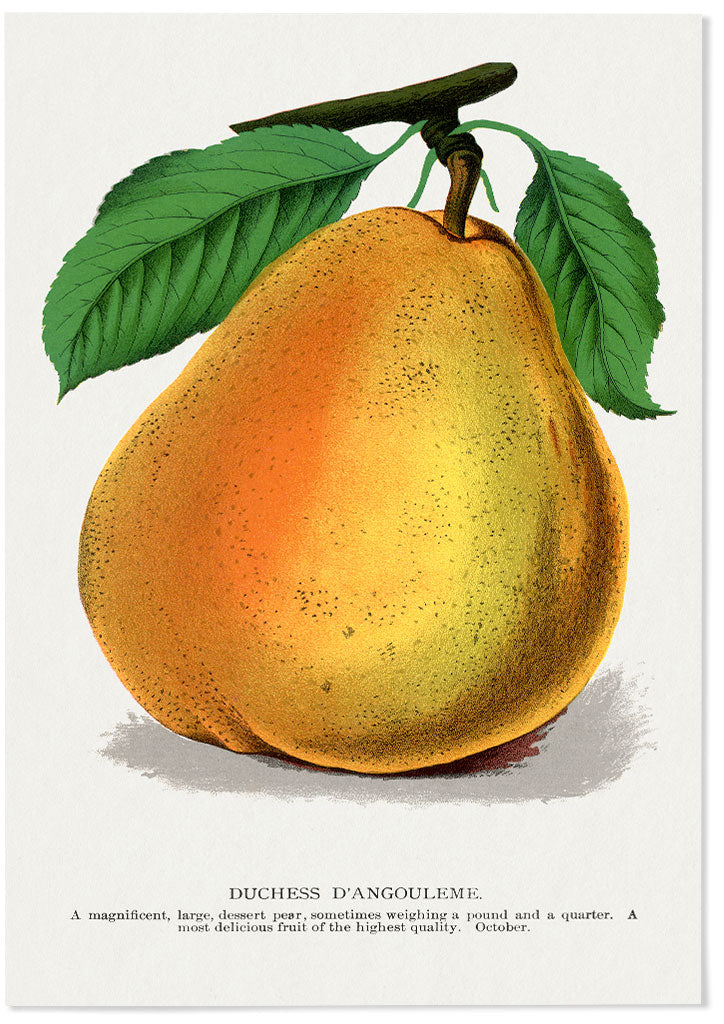 Pear Poster to Decorate Your Kitchen Walls | Free Shipping – Posterist